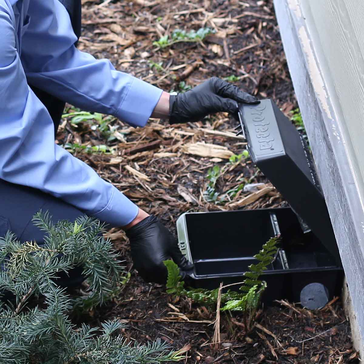 Rodent Control - Affordable Pest Control