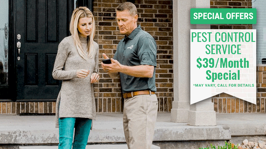 Rodent Control - Affordable Pest Control